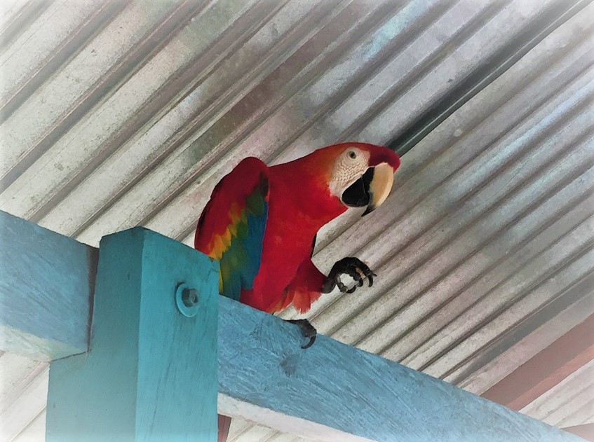 The Llanos Orientales: Colombia’s Magical Diamond in the Rough Uncover ...